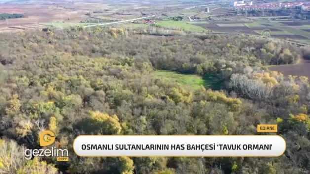 Osmanlı sultanlarının has bahçesi: Tavuk Ormanı - Video 7