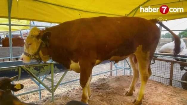 1 ton 75 kilogram ağırlığındaki dana 135 bin liraya satıldı - Video 7
