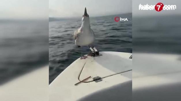 Tekneye konan martı ile tuttukları balığı paylaştılar - Video 7