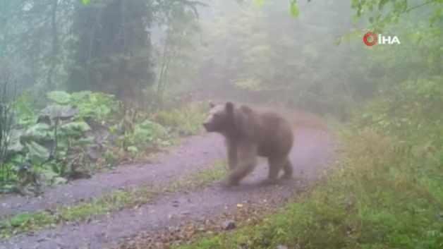 Kış uykusuna yatamayan ayı ormanlarda görüntülendi - Video 7
