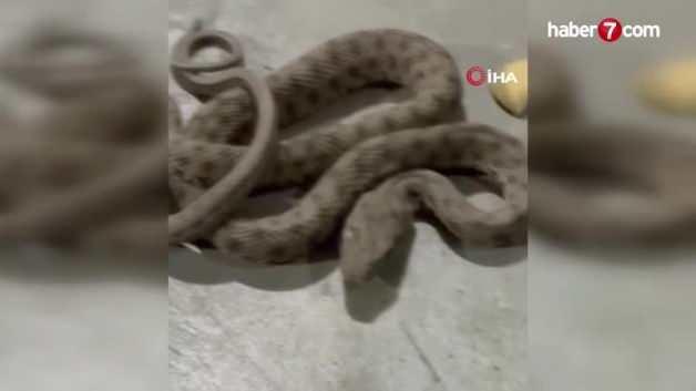 Elazığ'da bir AVM'de engerek yılanı görüldü! - Video 7