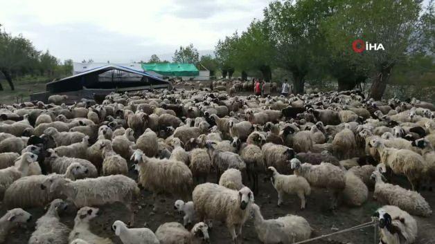 Türkiye’de ilk kez uygulandı: Afgan çobanlar asgari ücretle göreve ...