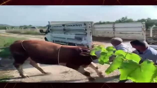 6 kişinin zapt edemediği boğa, tekmeyle bir kişiyi yere serdi - Video 7