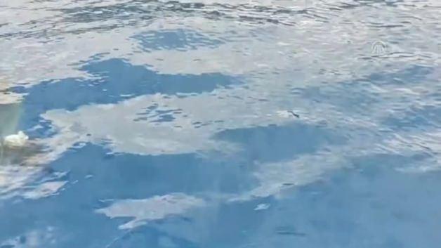 Antalya'da "ay balığı" görüntülendi - Video 7