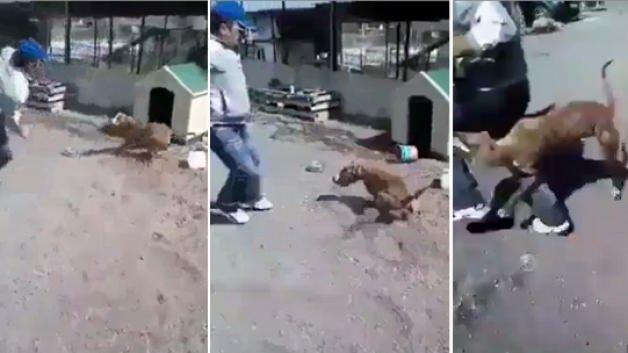 Pitbull'a artistlik yaptı sonu kötü oldu - Video 7