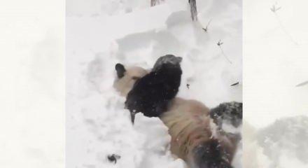 Pandalardan bir ilginçlik daha! Canı sıkılan pandanın sevimli ...