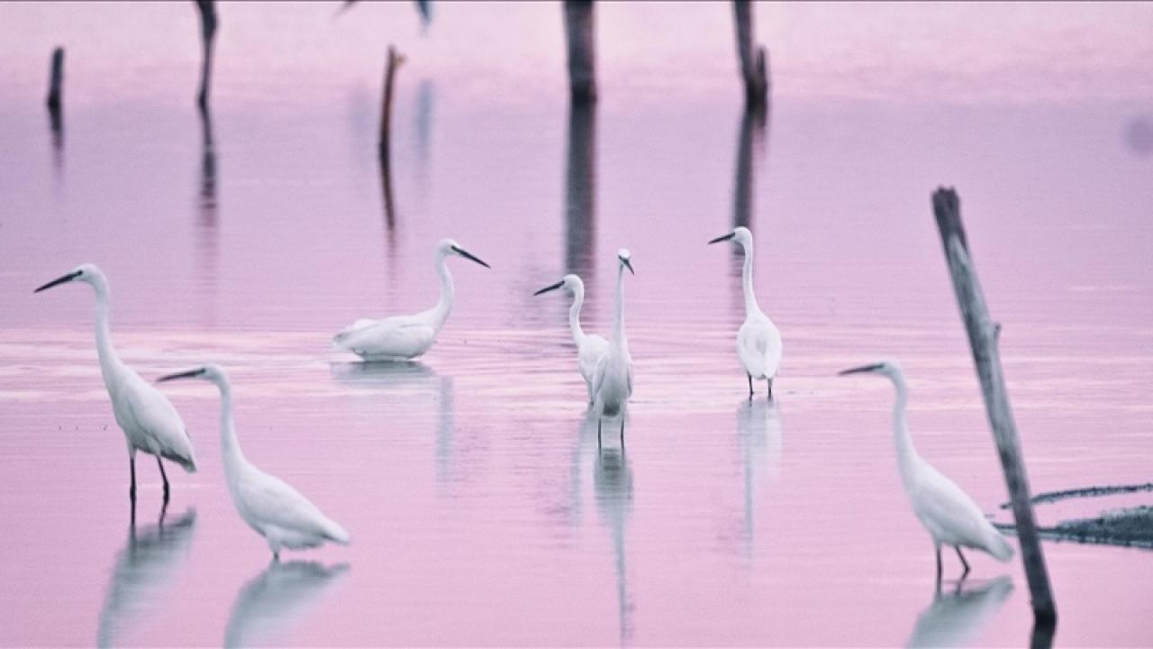 Kıyı kuşlarının azalan popülasyonu dikkat çekiyor! - Haber 7 TEKNOLOJİ