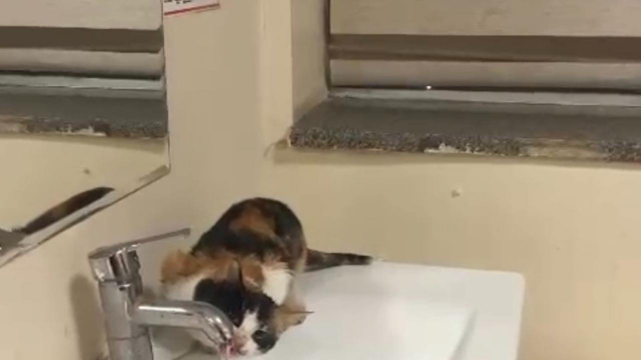 Diyarbakır’da susayan kedi musluktan kana kana su içti - Haber 7 YAŞAM