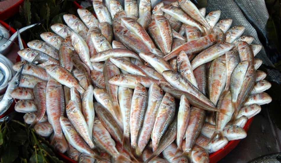 Barbun nasıl ayıklanır? Barbunya balığını ayıklamanın püf noktaları ...