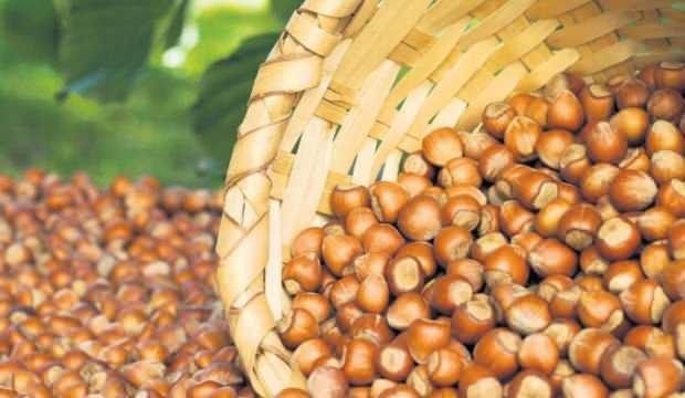 Ordu’da fındık hasadı 'resmen' başladı - Ekonomi Haberleri