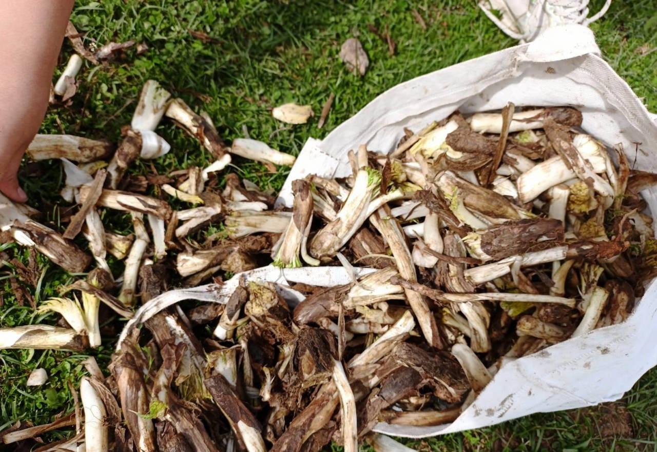 Batman haberleri Batman’da ilkbaharın müjdecisi 'Kenger' bitkisi ...