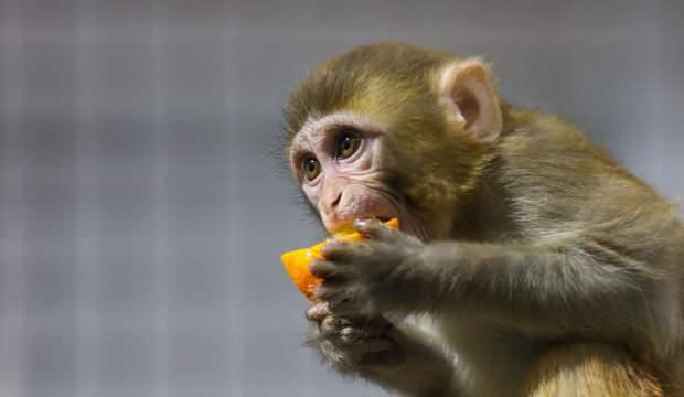 Gaziantep haberleri Gaziantep Belediyesi, sınırda yakalanan 3 yavru ...