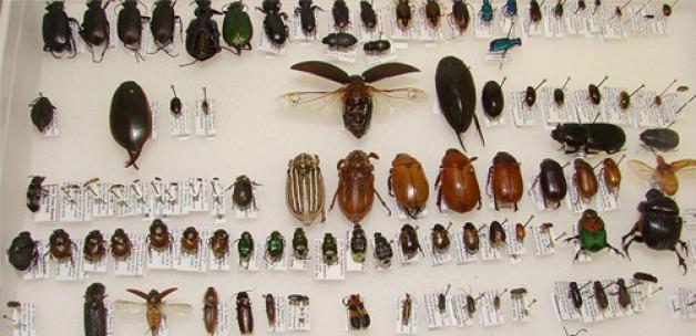 3 yeni böcek türü keşfedildi - Bilim Haberleri